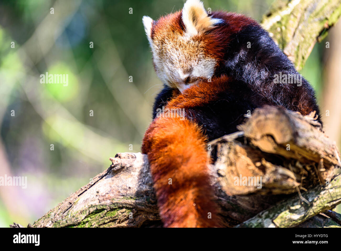 Cute small panda scratching itself and relaxing in the sun Stock Photo ...