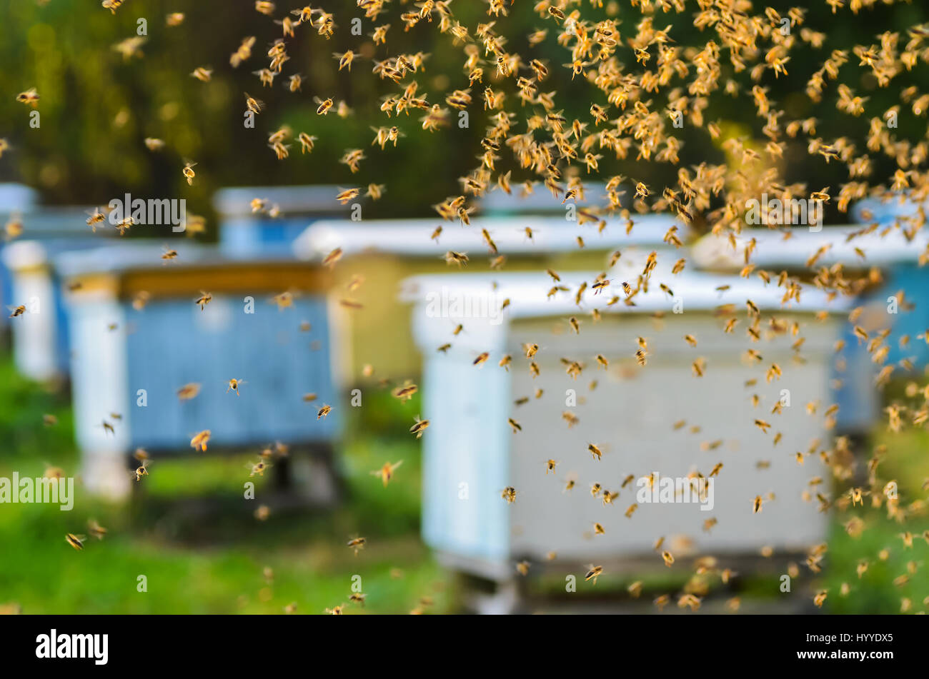 Polish bees hi-res stock photography and images - Alamy