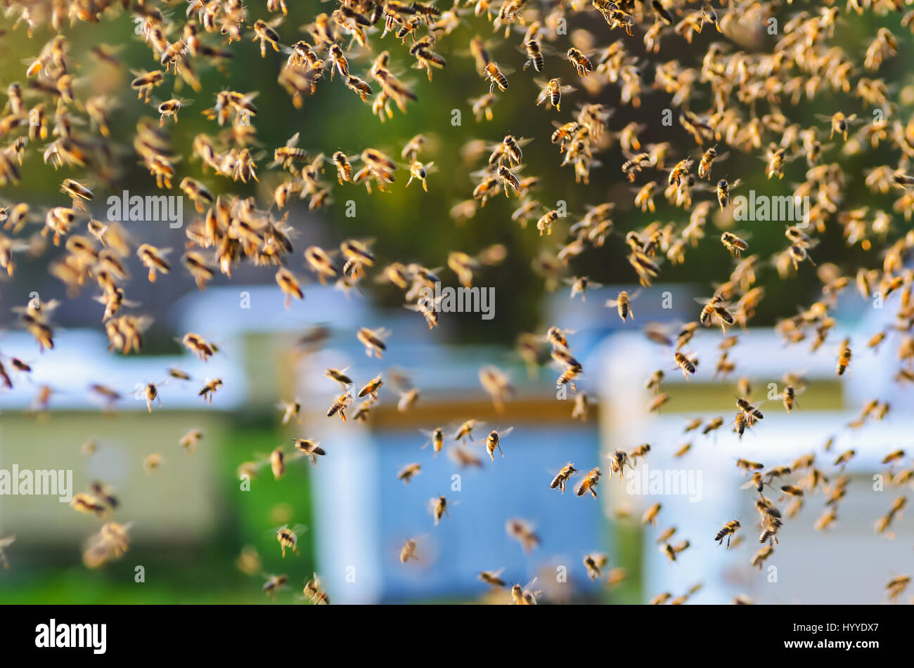 Summertime flying insect hi-res stock photography and images - Alamy