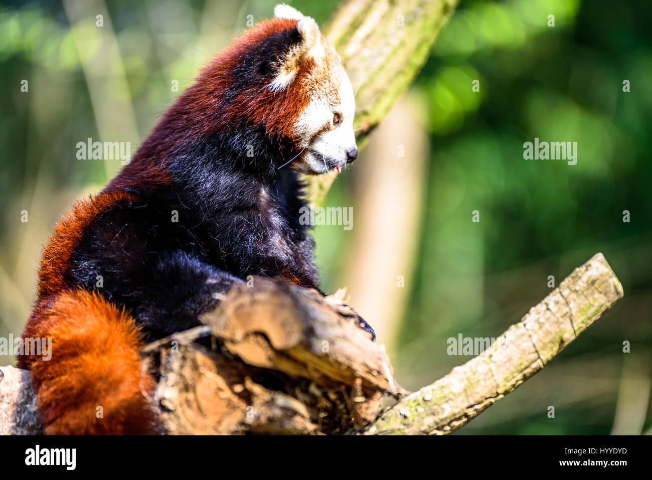 Cute small panda scratching itself and relaxing in the sun Stock Photo ...