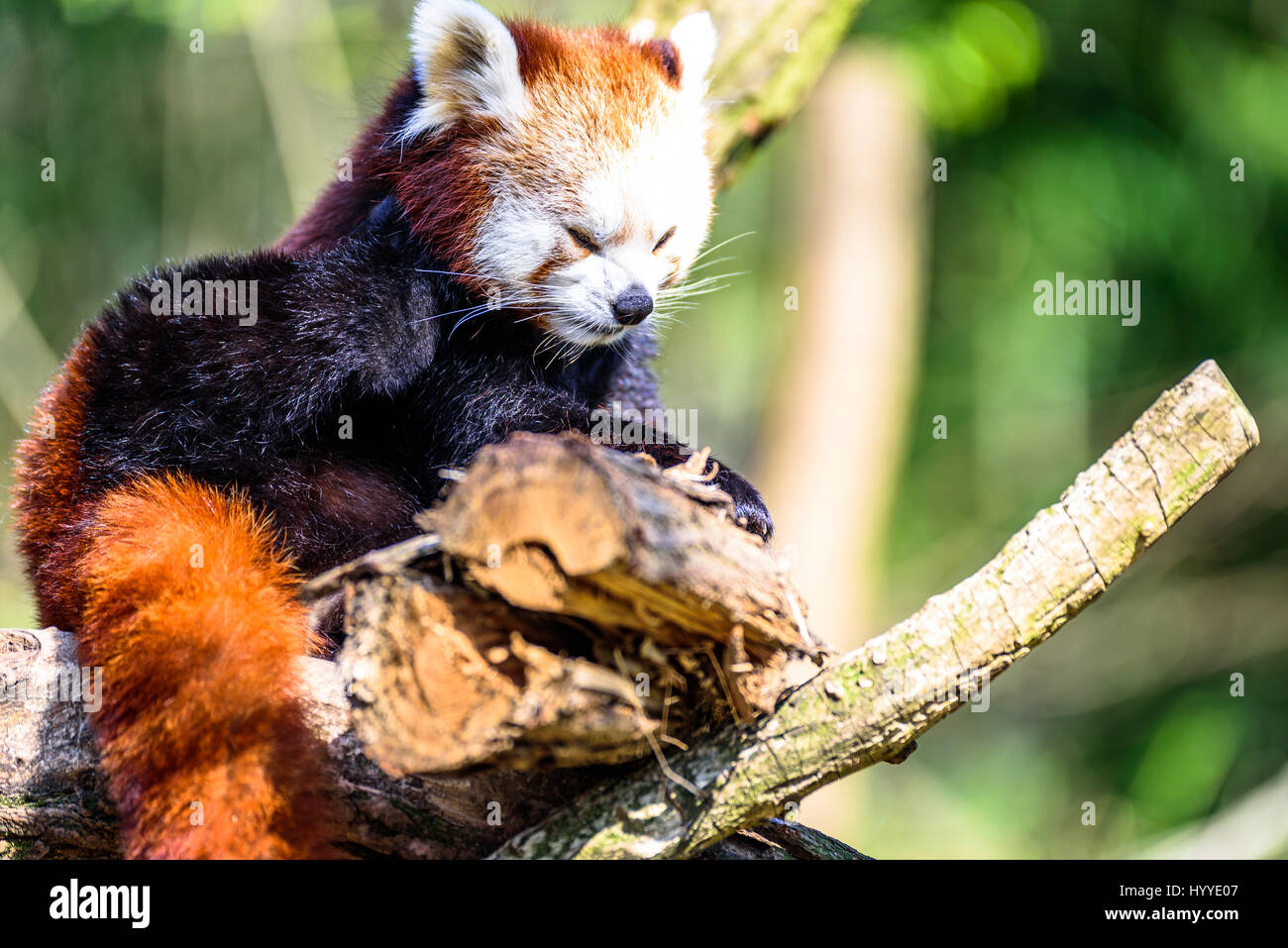 Cute small panda scratching itself and relaxing in the sun Stock Photo ...