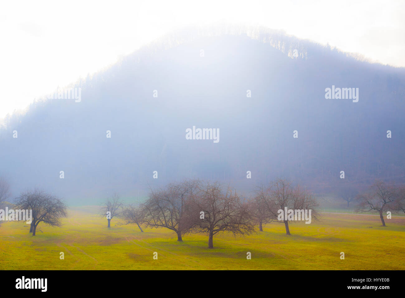 trees in fog Stock Photo - Alamy