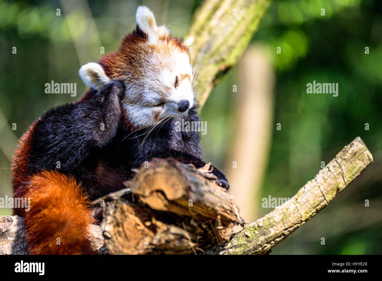 Cute small panda scratching itself and relaxing in the sun Stock Photo ...