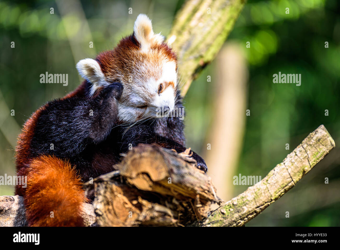 Cute small panda scratching itself and relaxing in the sun Stock Photo ...