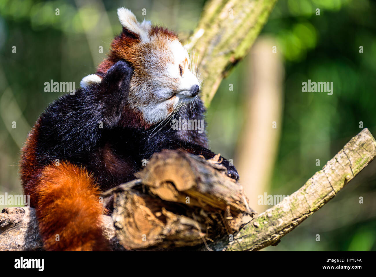 Sun bear scratching tree hi-res stock photography and images - Alamy