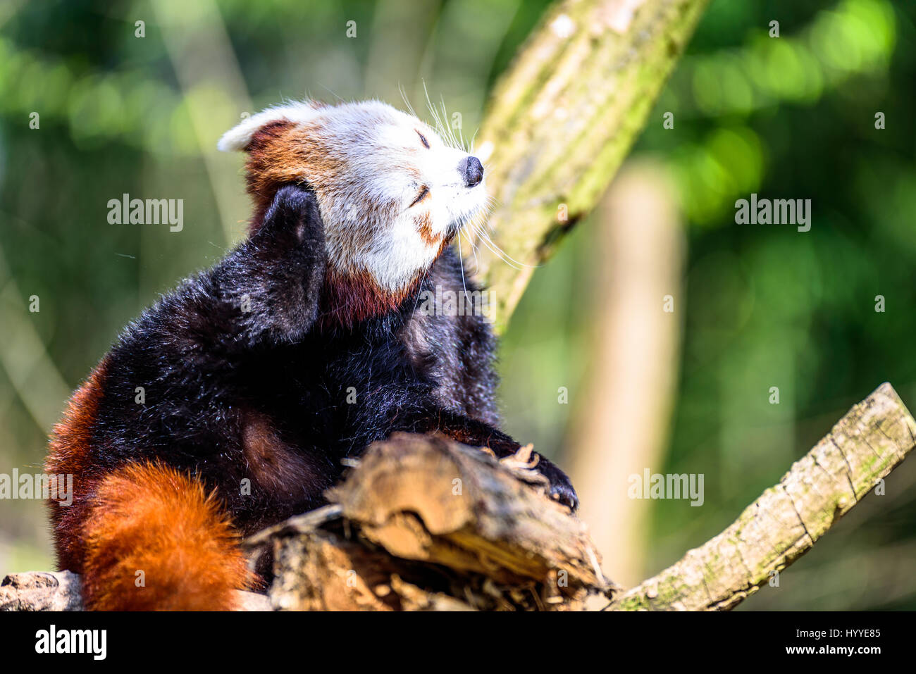 Cute small panda scratching itself and relaxing in the sun Stock Photo ...