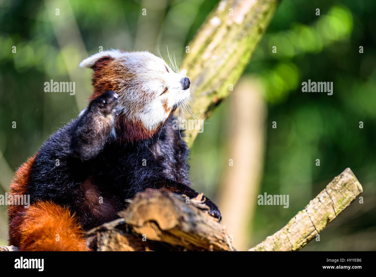 Cute small panda scratching itself and relaxing in the sun Stock Photo ...