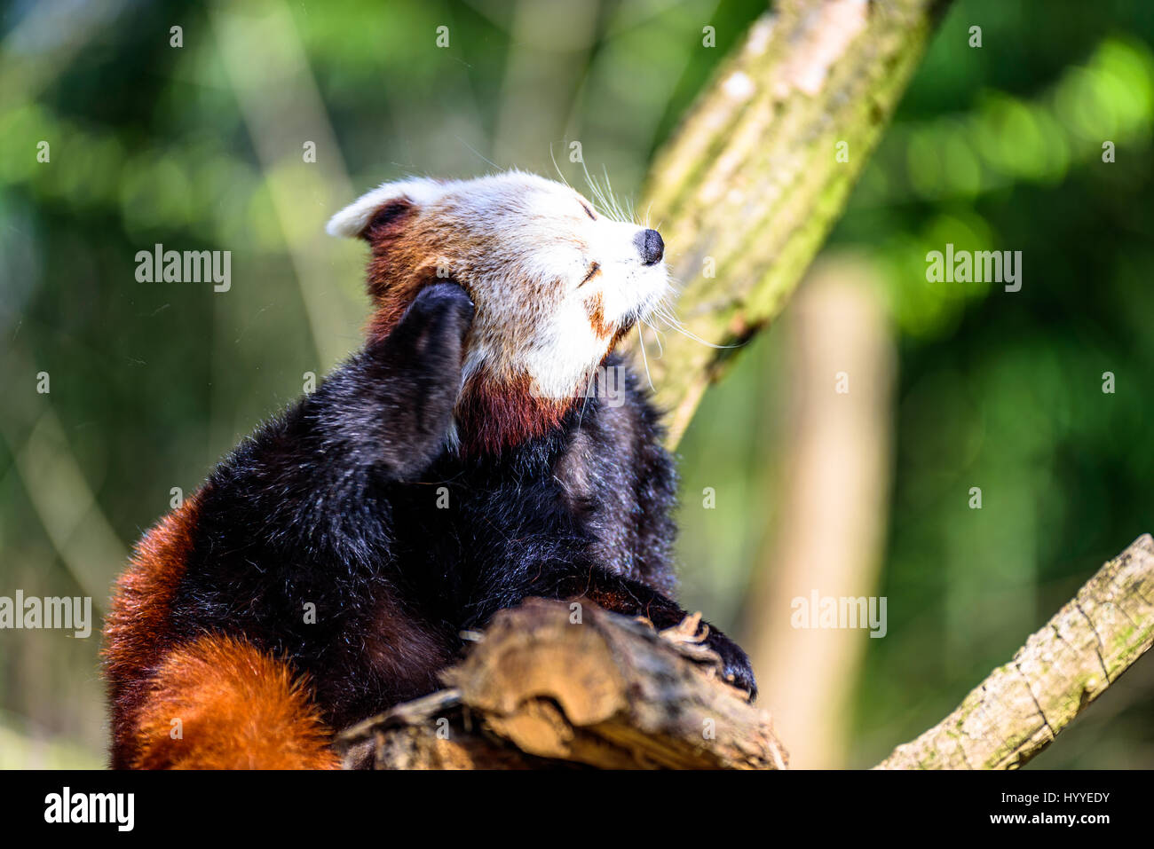 Cute small panda scratching itself and relaxing in the sun Stock Photo ...