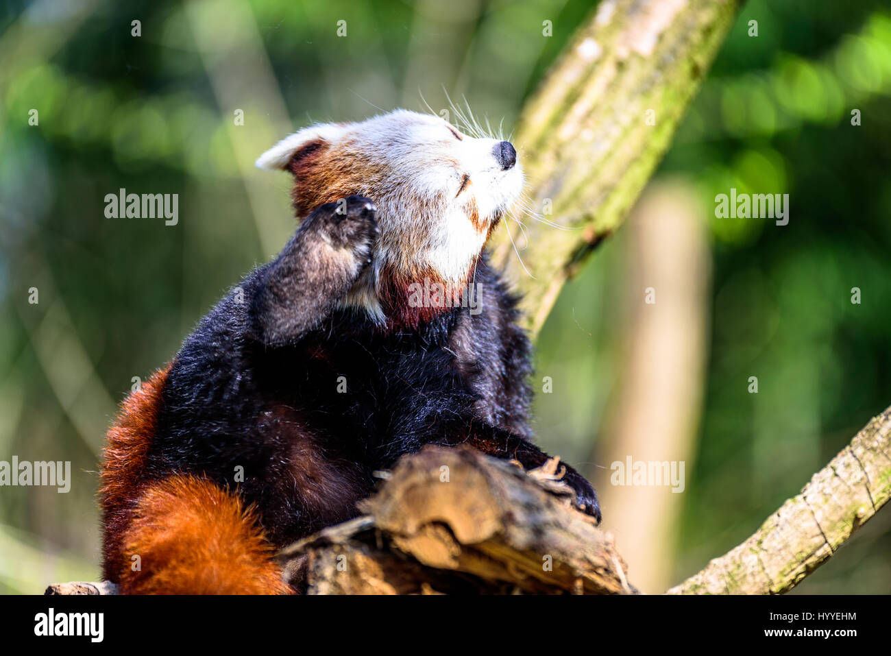 Illustration panda hi-res stock photography and images - Alamy