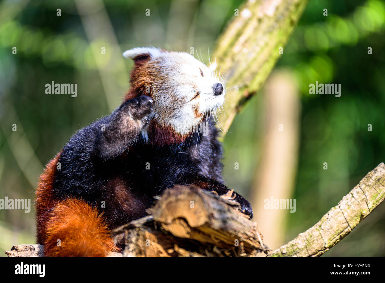 Cute small panda scratching itself and relaxing in the sun Stock Photo ...