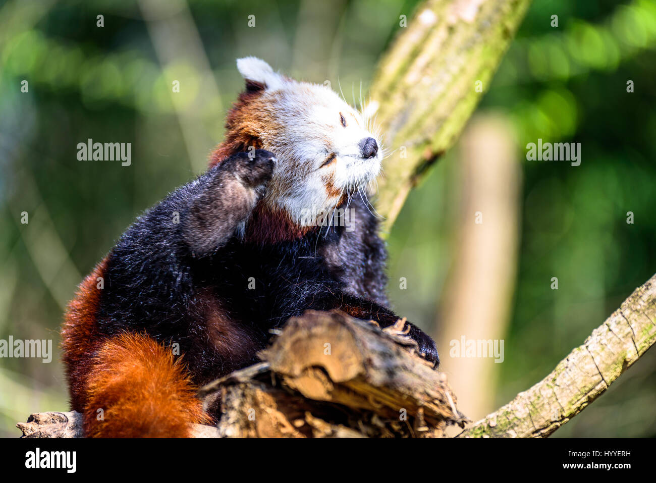 Cute small panda scratching itself and relaxing in the sun Stock Photo ...