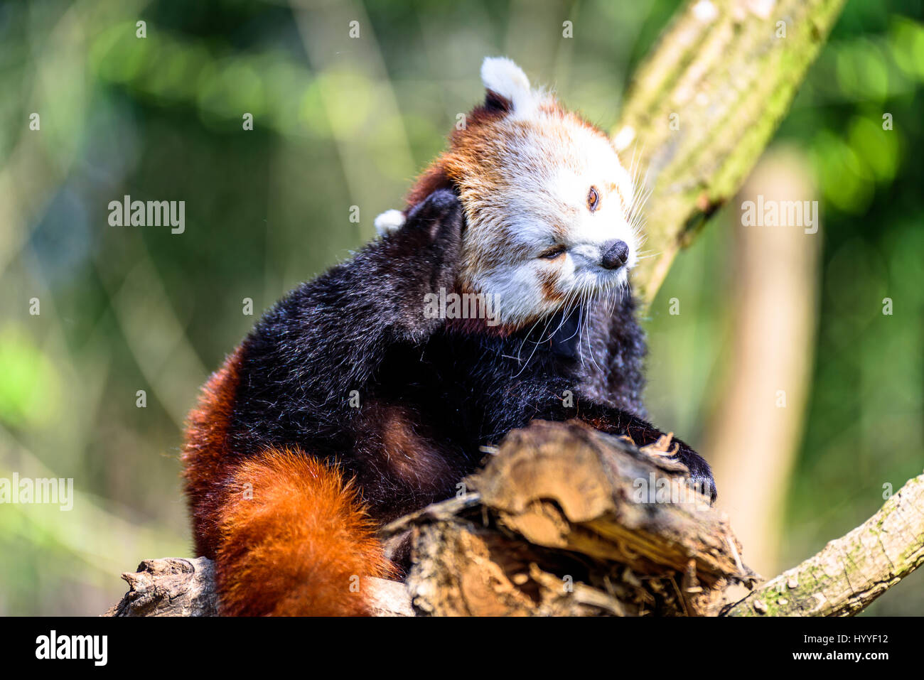 Cute small panda scratching itself and relaxing in the sun Stock Photo ...