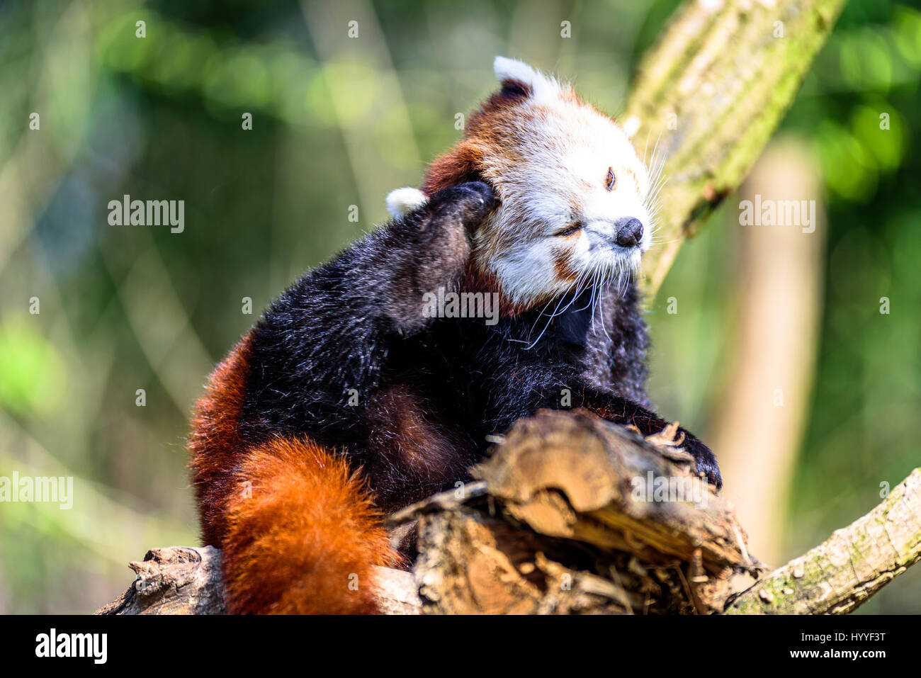 Cute small panda scratching itself and relaxing in the sun Stock Photo ...