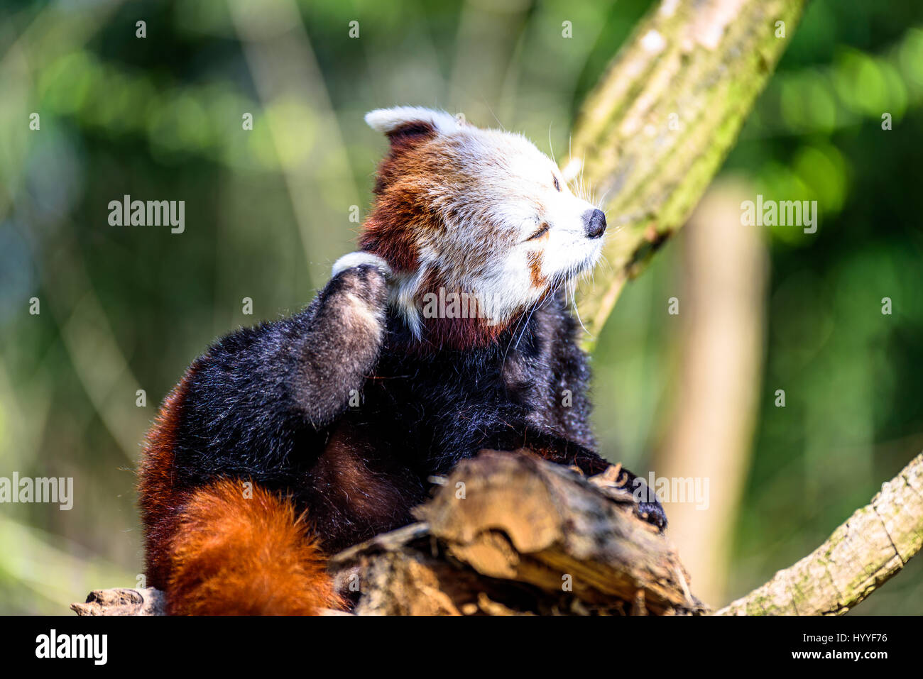Cute small panda scratching itself and relaxing in the sun Stock Photo ...