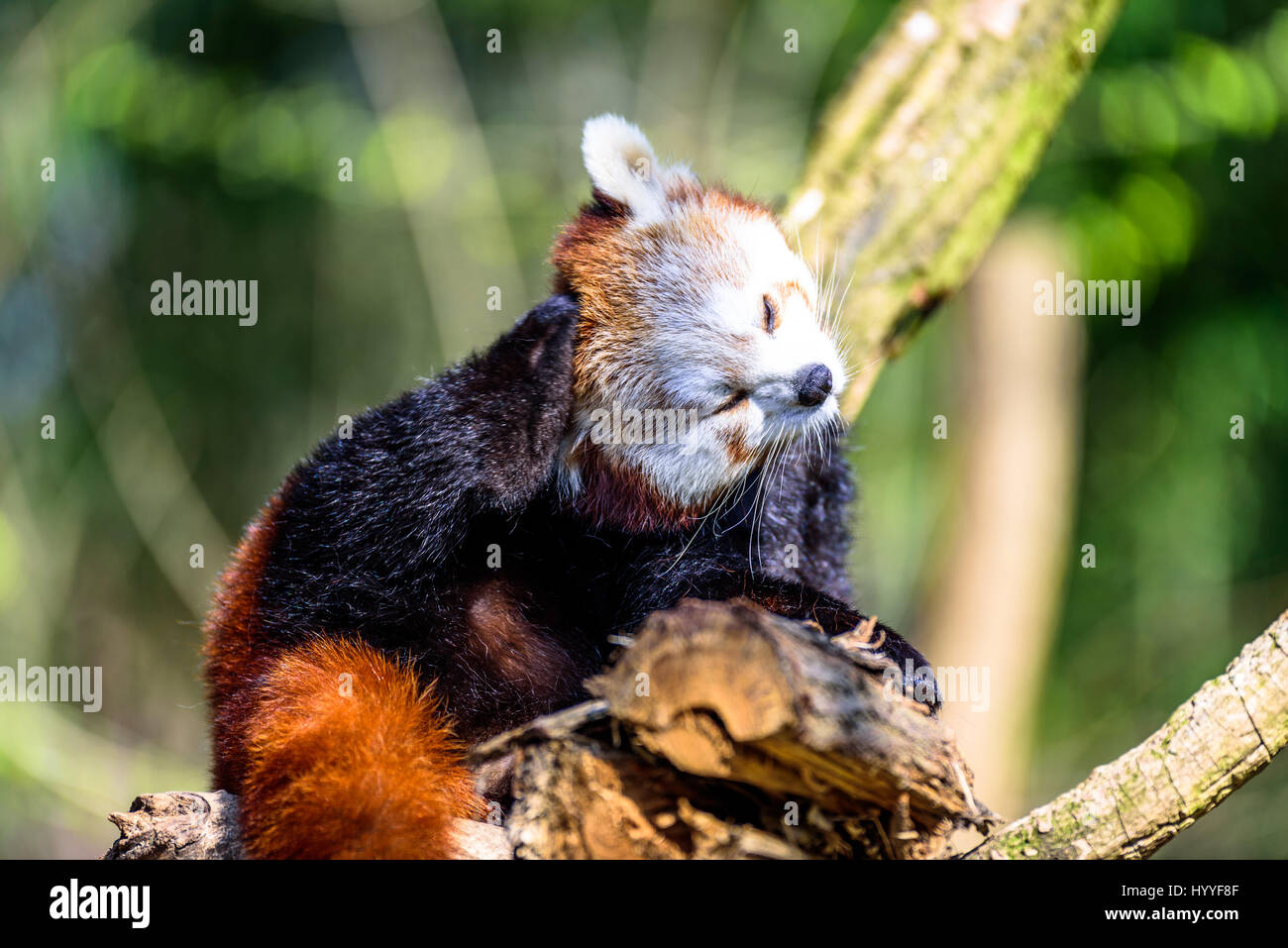Cute small panda scratching itself and relaxing in the sun Stock Photo ...
