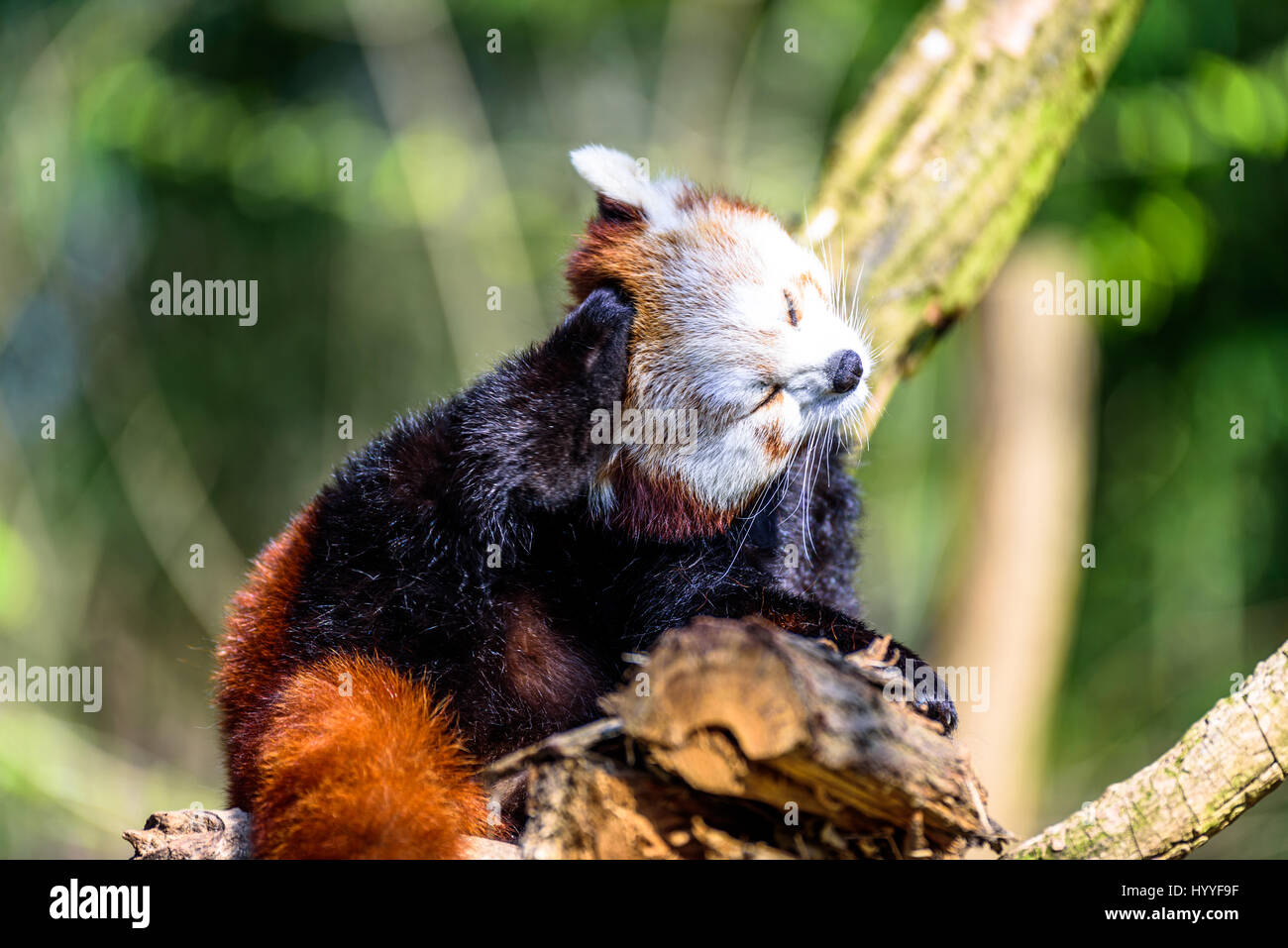 Cute small panda scratching itself and relaxing in the sun Stock Photo ...