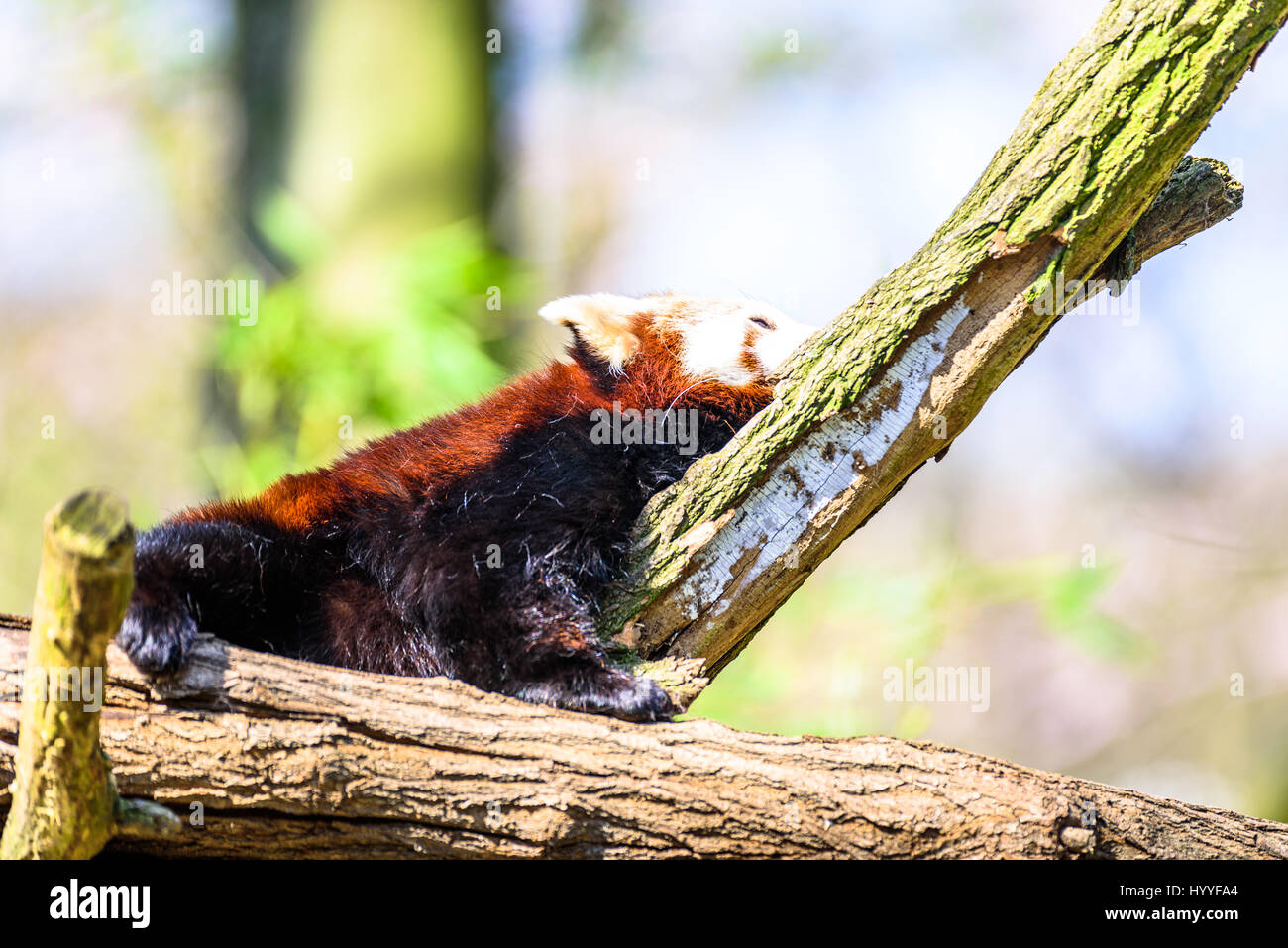 Cute small panda scratching itself and relaxing in the sun Stock Photo ...