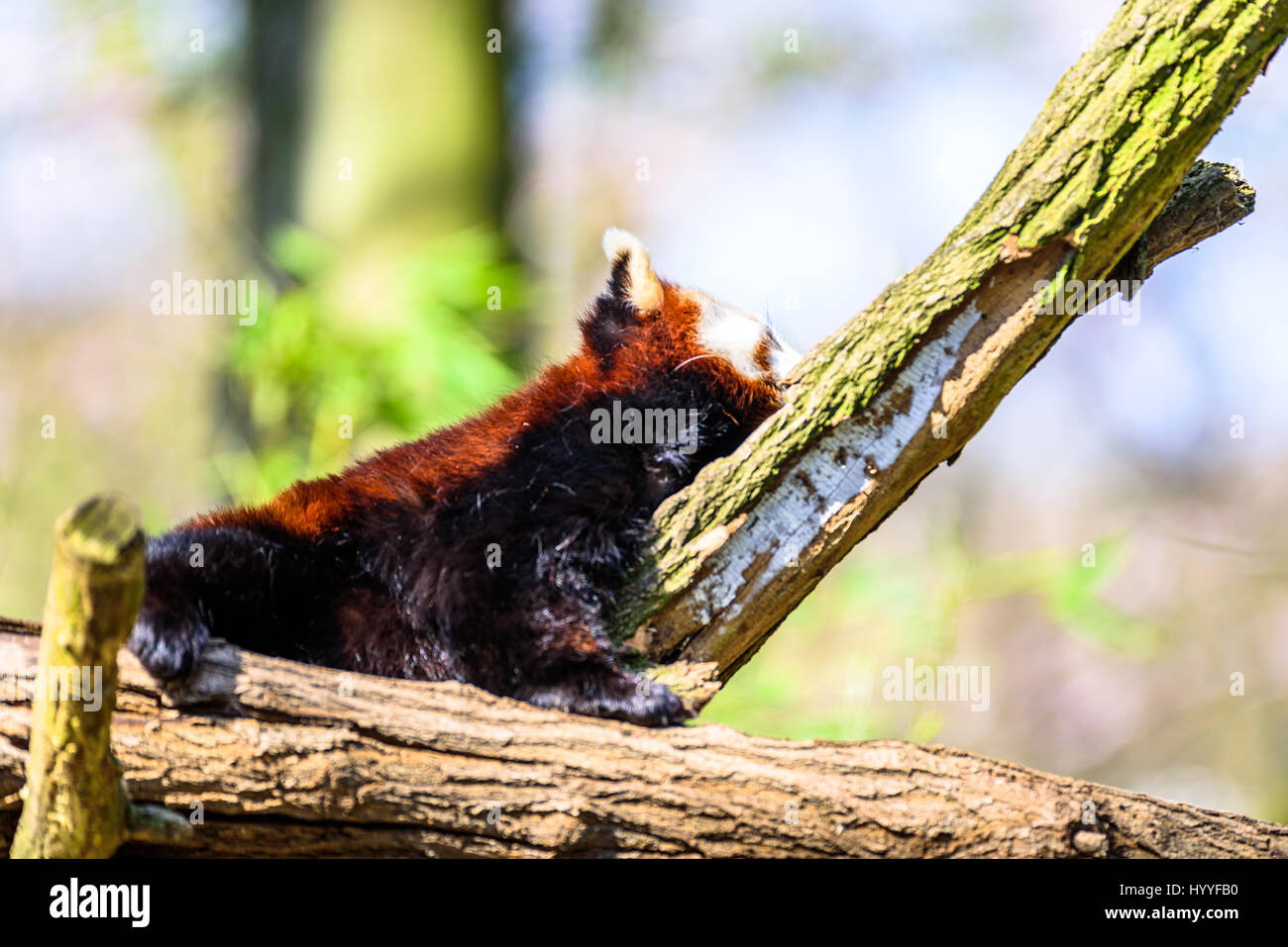 Cute small panda scratching itself and relaxing in the sun Stock Photo ...