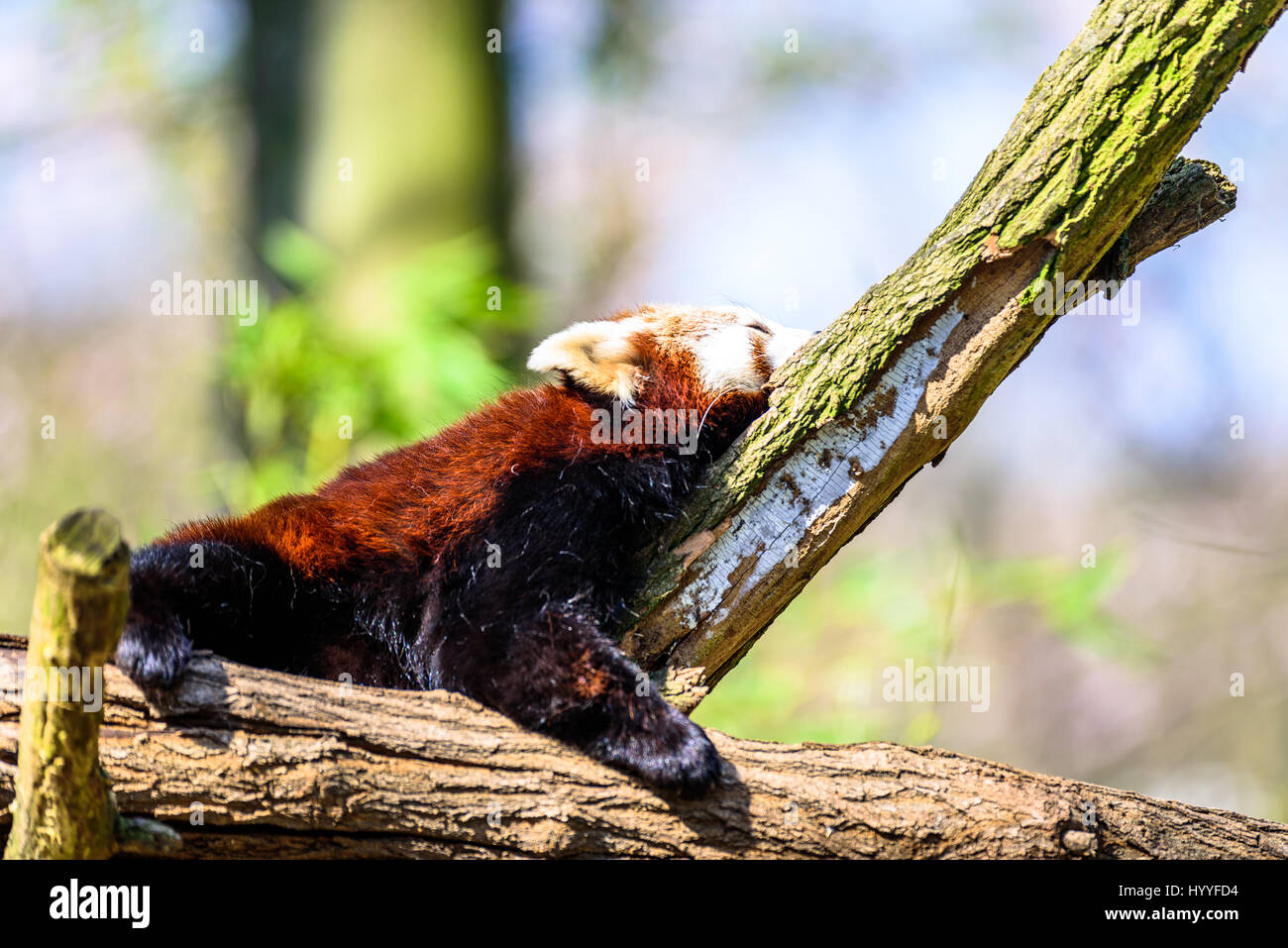 Cute small panda scratching itself and relaxing in the sun Stock Photo ...