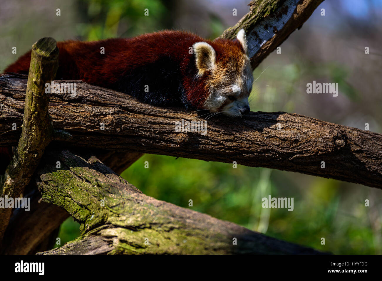 Cute small panda scratching itself and relaxing in the sun Stock Photo ...