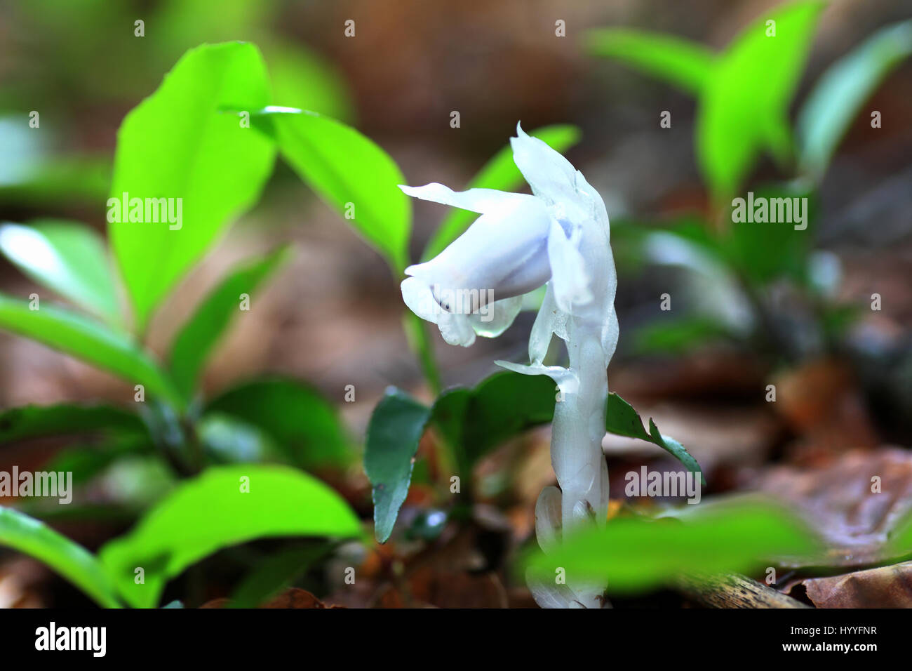 Ghost plant or Indian pipe (Monotropastrum humile) in Japan Stock Photo - Alamy