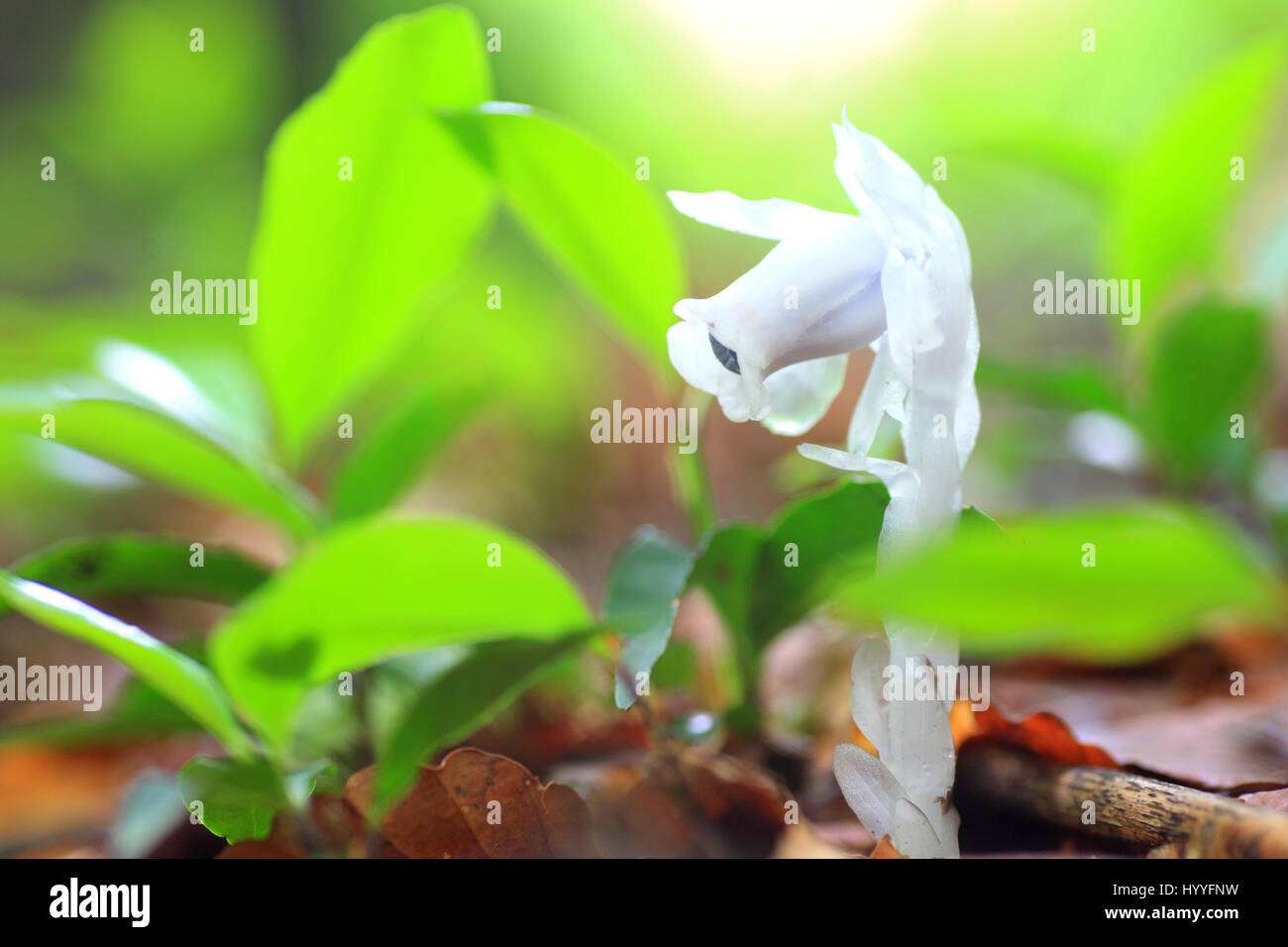 Ghost plant or Indian pipe (Monotropastrum humile) in Japan Stock Photo ...