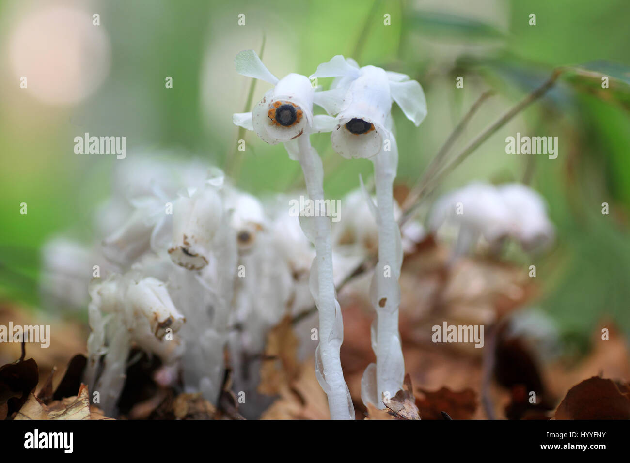 Indian pipe hi-res stock photography and images - Alamy