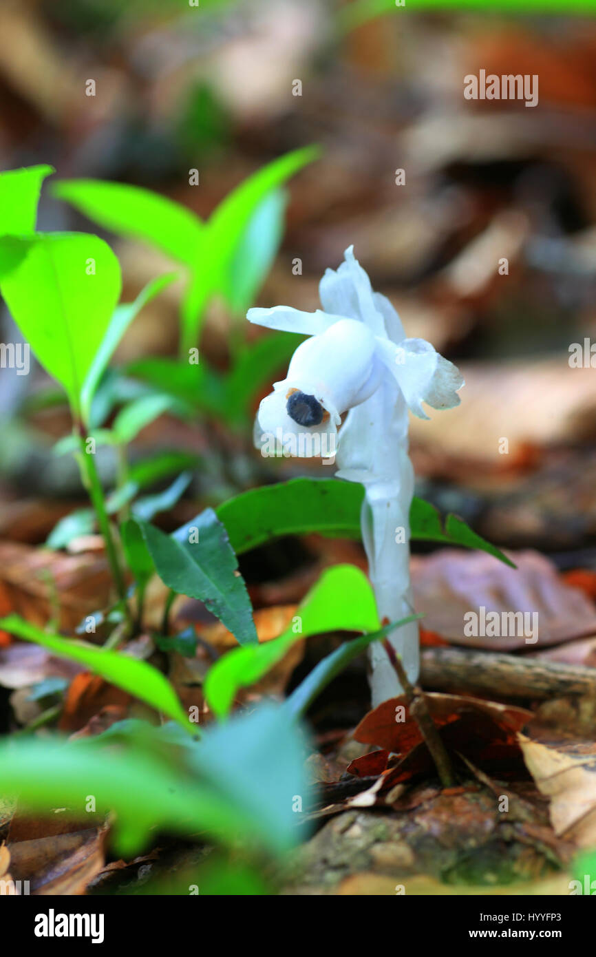 Ghost plant or Indian pipe (Monotropastrum humile) in Japan Stock Photo ...