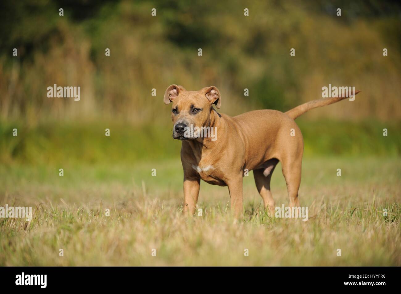 young American Staffordshire Terrier Stock Photo - Alamy