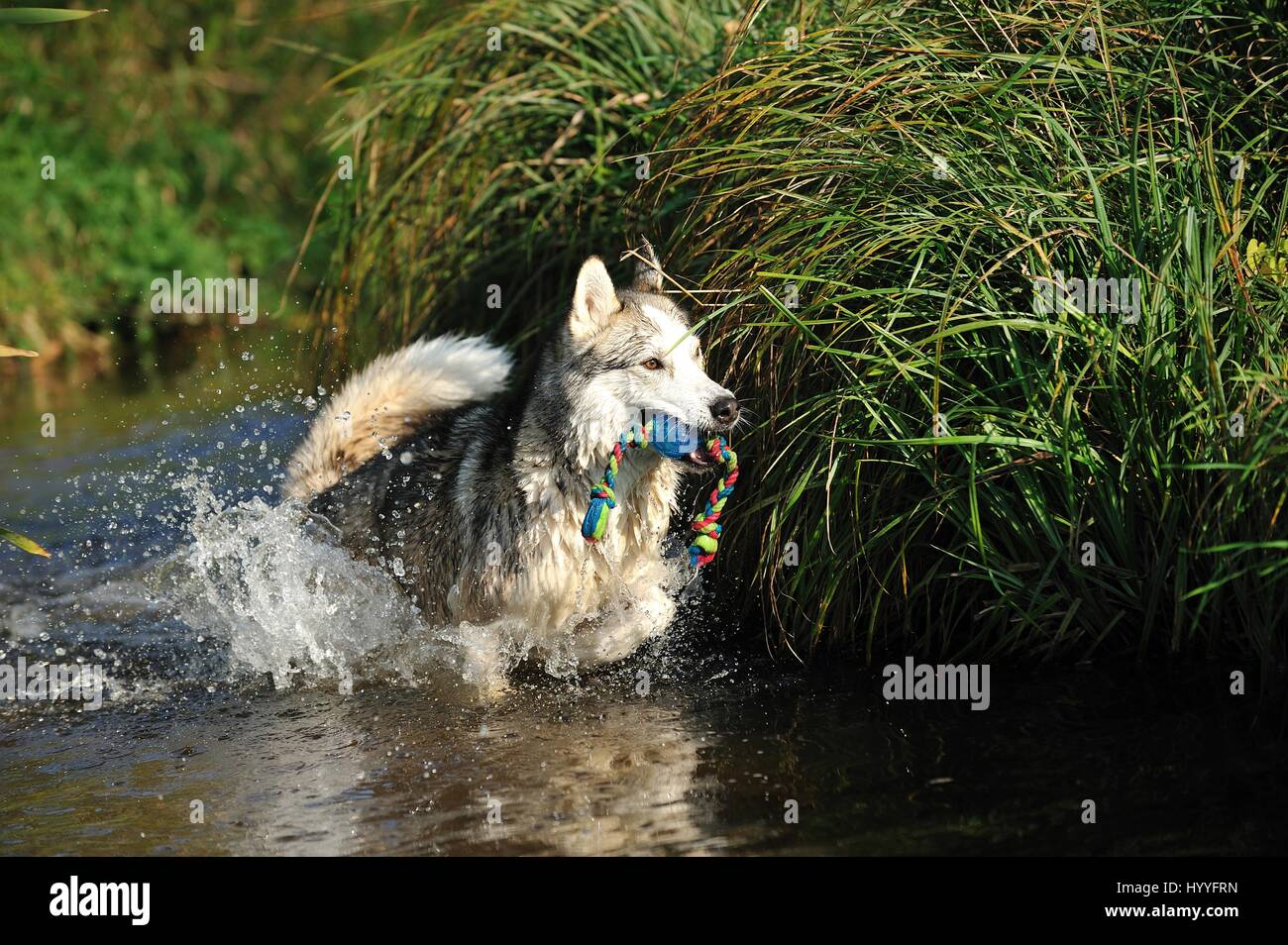 playing Siberian Husky Stock Photo - Alamy