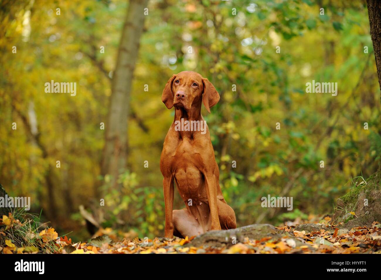 sitting Magyar Vizsla Stock Photo - Alamy