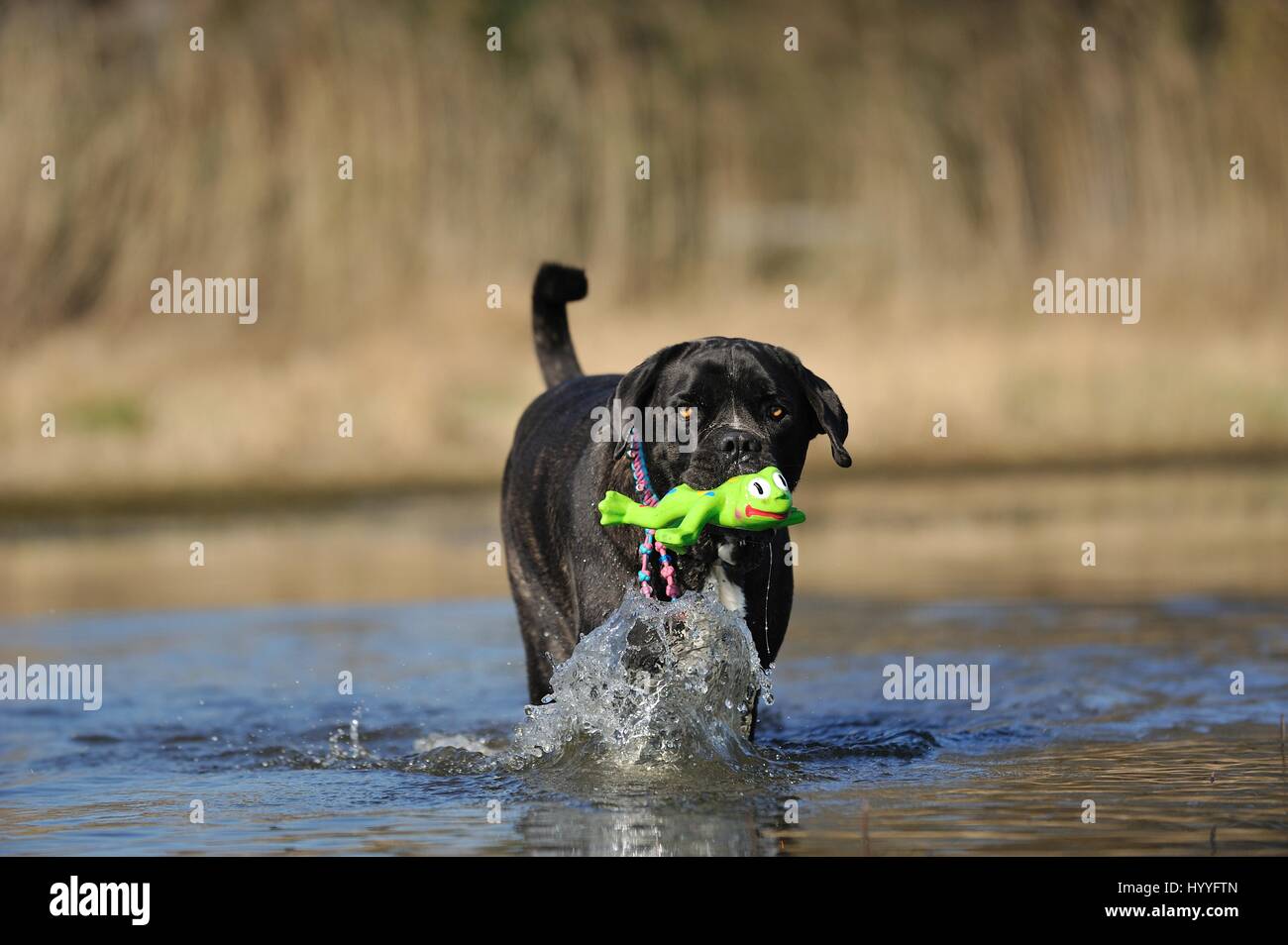 playing Cane Corso Stock Photo - Alamy