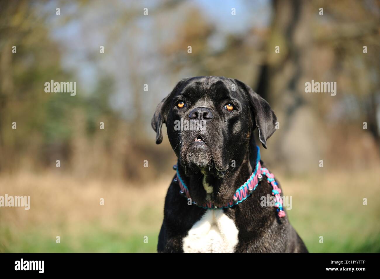 Cane Corso Portrait Stock Photo - Alamy