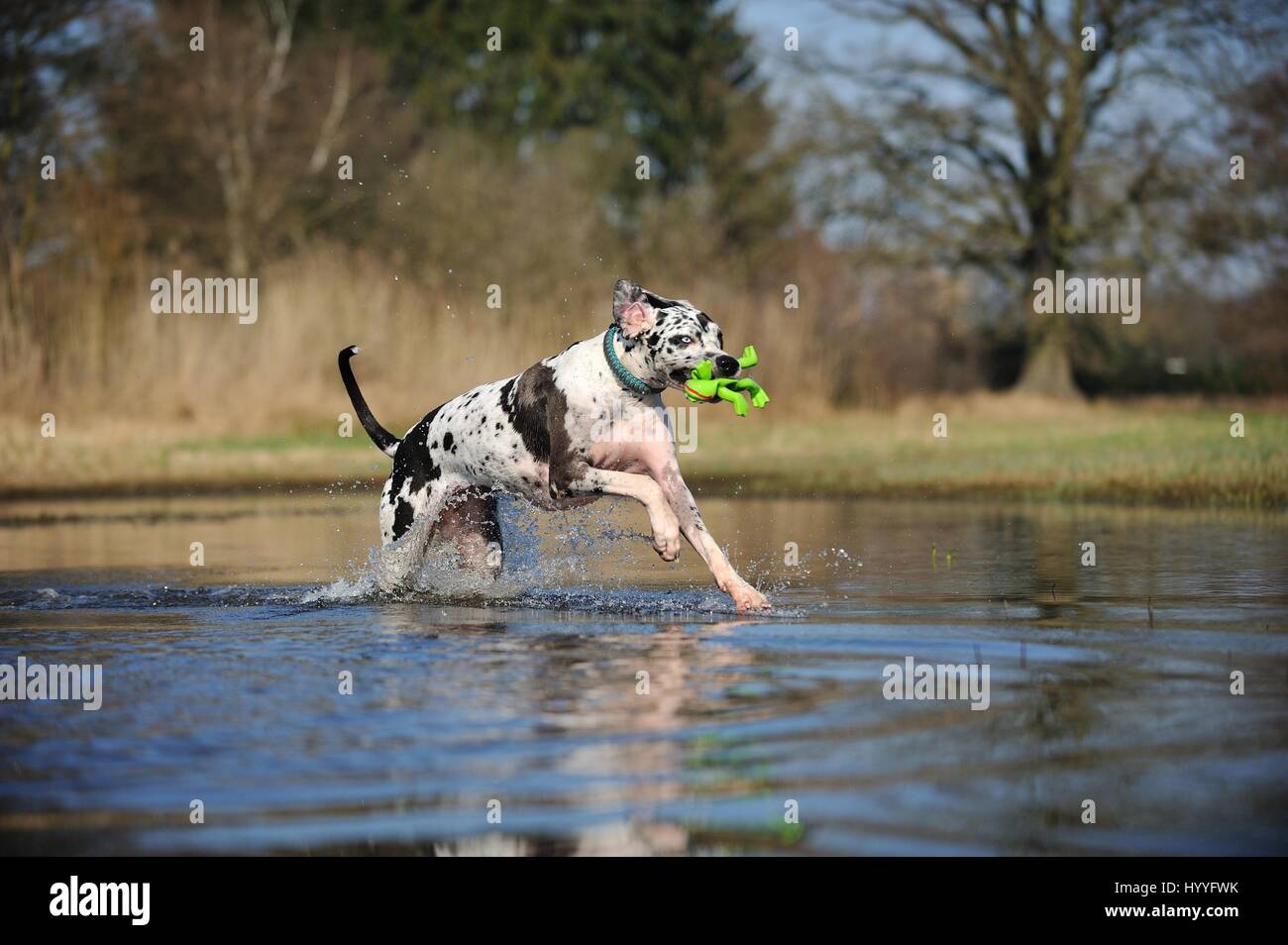 playing Great Dane Stock Photo - Alamy