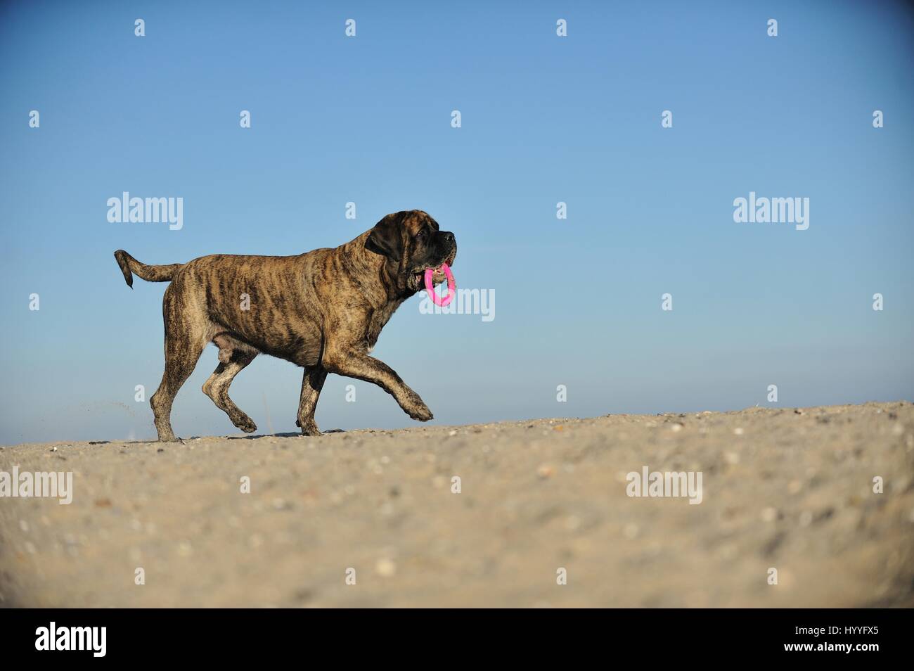 English mastiff side view hi-res stock photography and images - Alamy