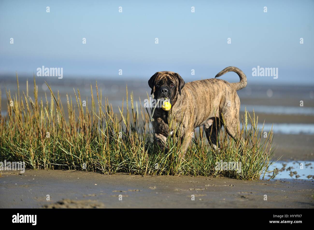 Old English Mastiff Stock Photo - Alamy