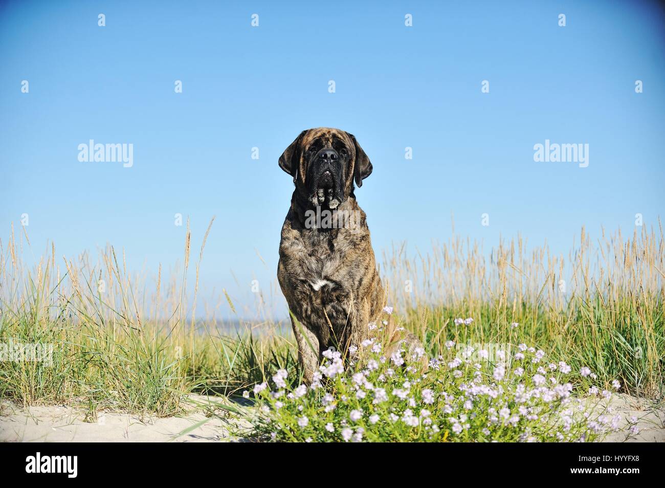 sitting Old English Mastiff Stock Photo - Alamy