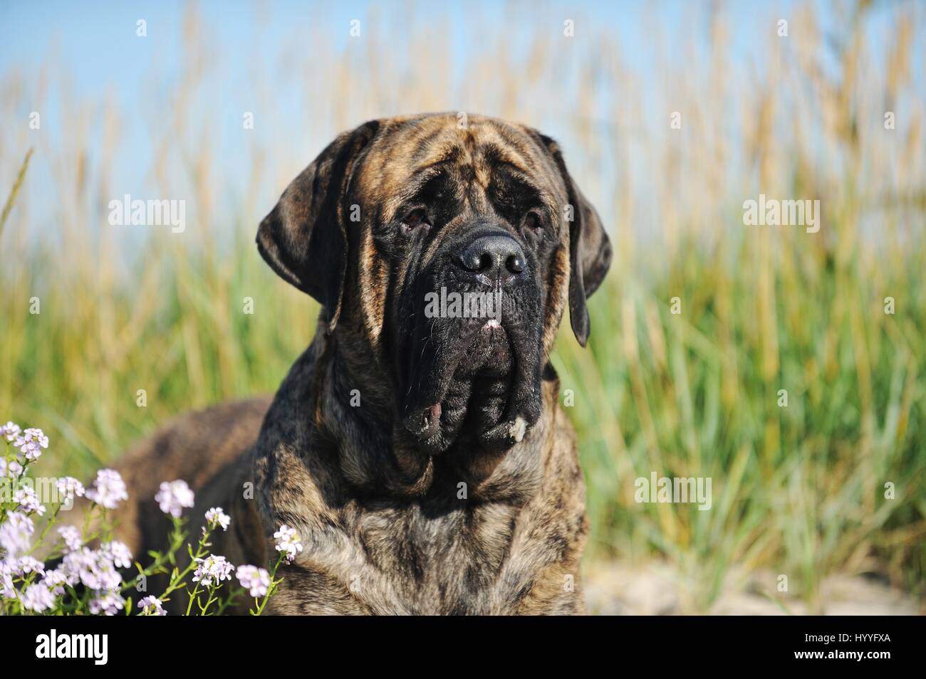 Old English Mastiff Portrait Stock Photo - Alamy