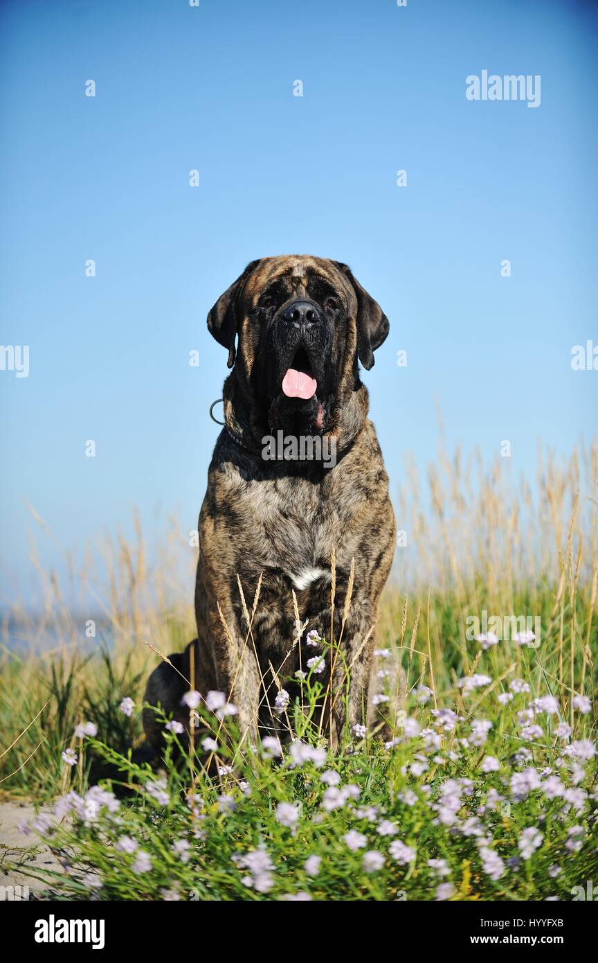 Sitting old english mastiff hi-res stock photography and images - Alamy