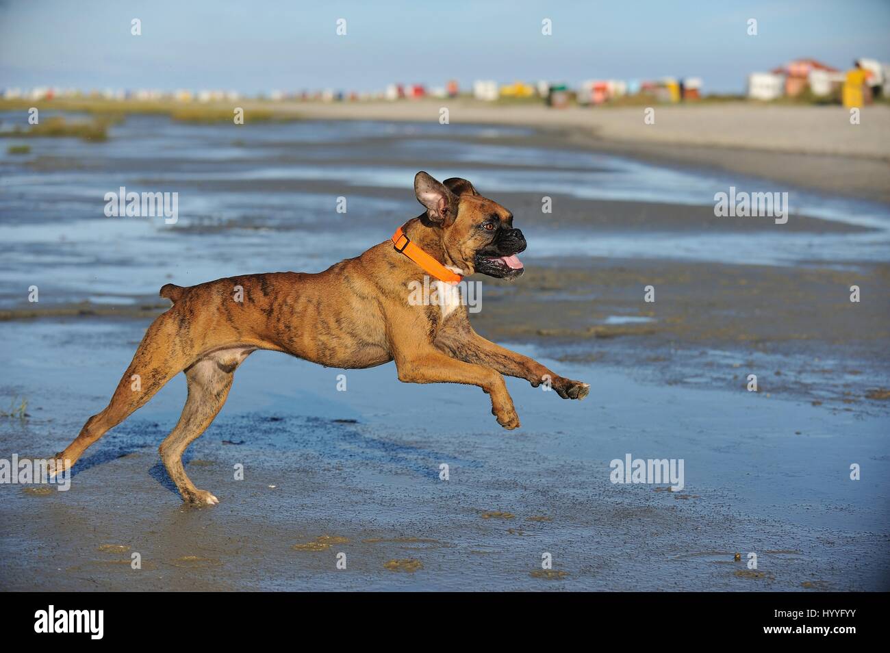 running German Boxer Stock Photo - Alamy