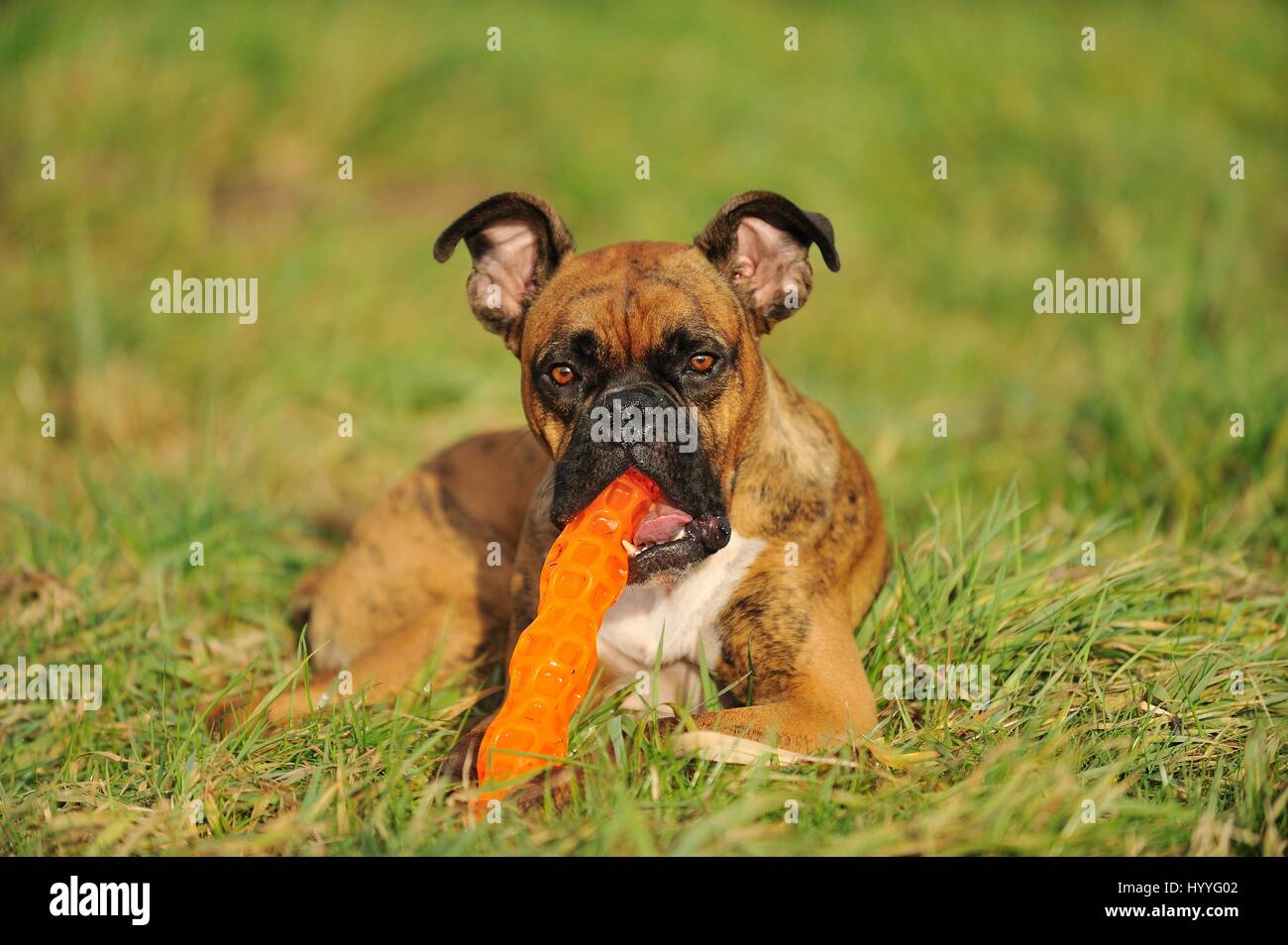 lying German Boxer Stock Photo - Alamy
