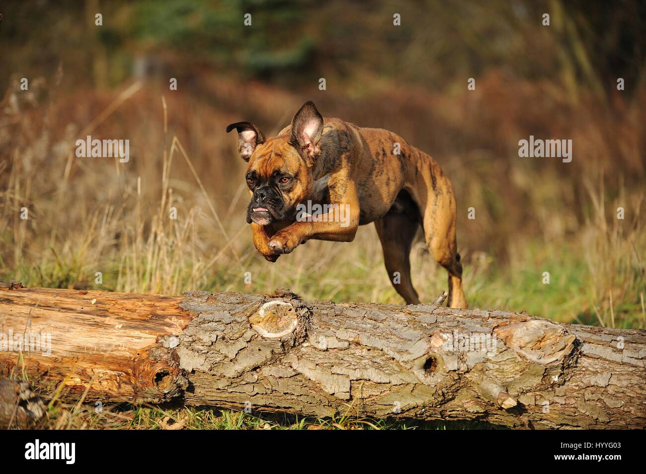 Jumping german boxer hi-res stock photography and images - Alamy