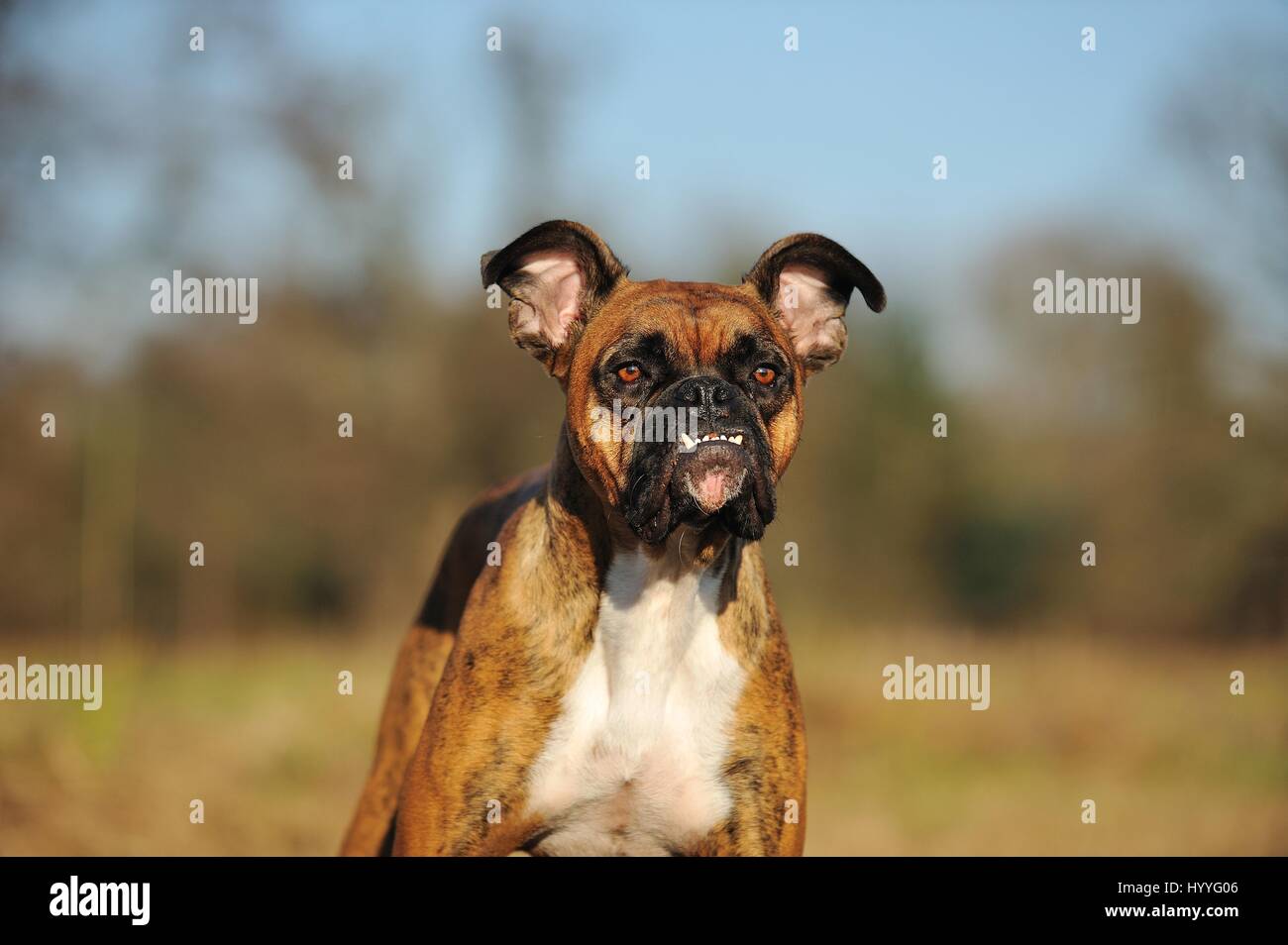 German Boxer Portrait Stock Photo - Alamy