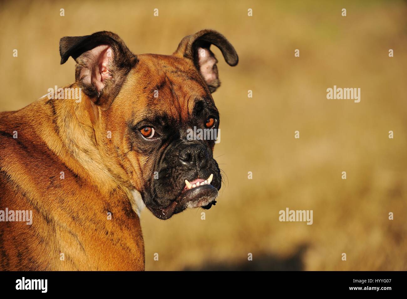 German Boxer Portrait Stock Photo - Alamy