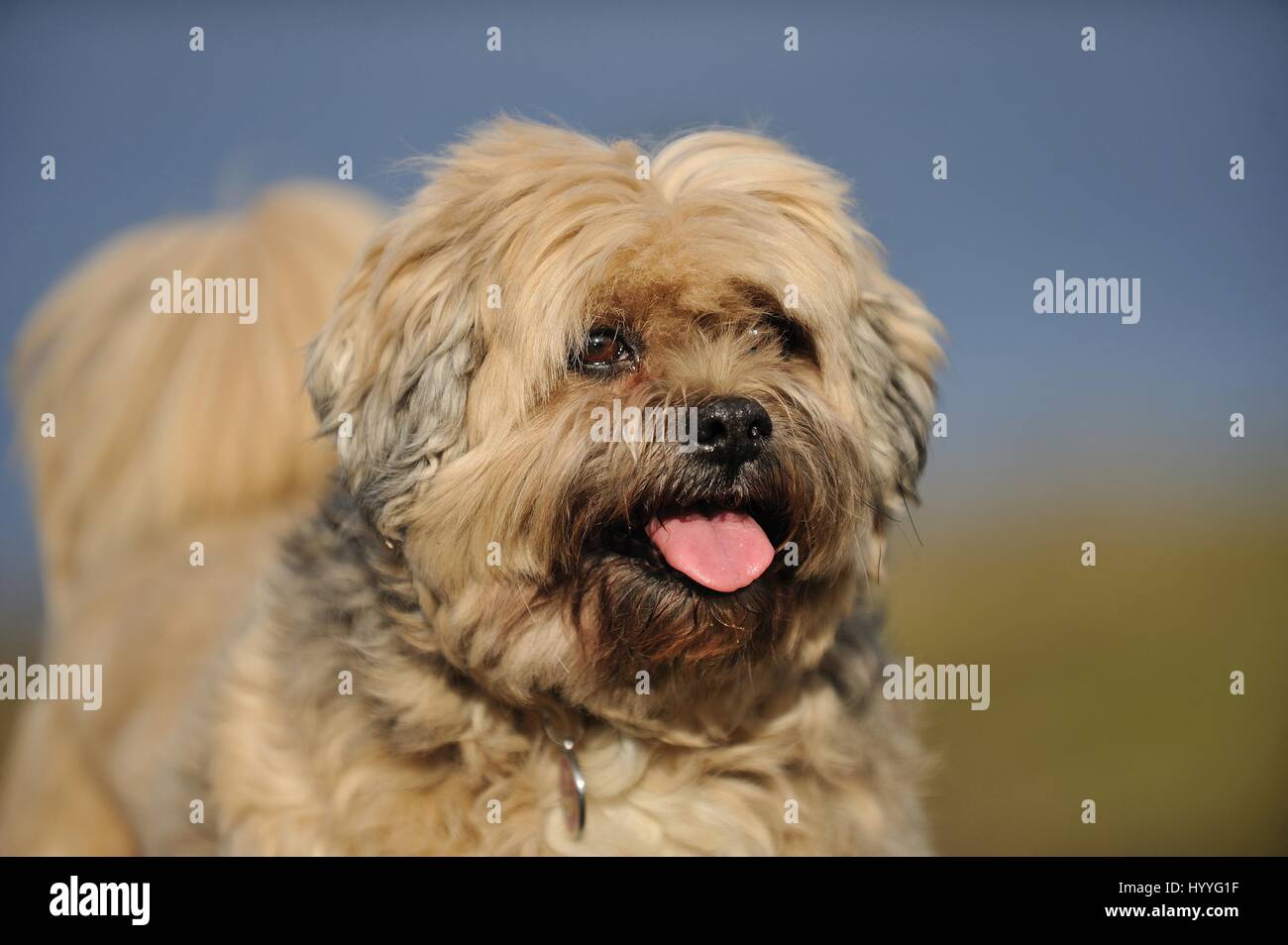 Lhasa apso mongrel hi-res stock photography and images - Alamy