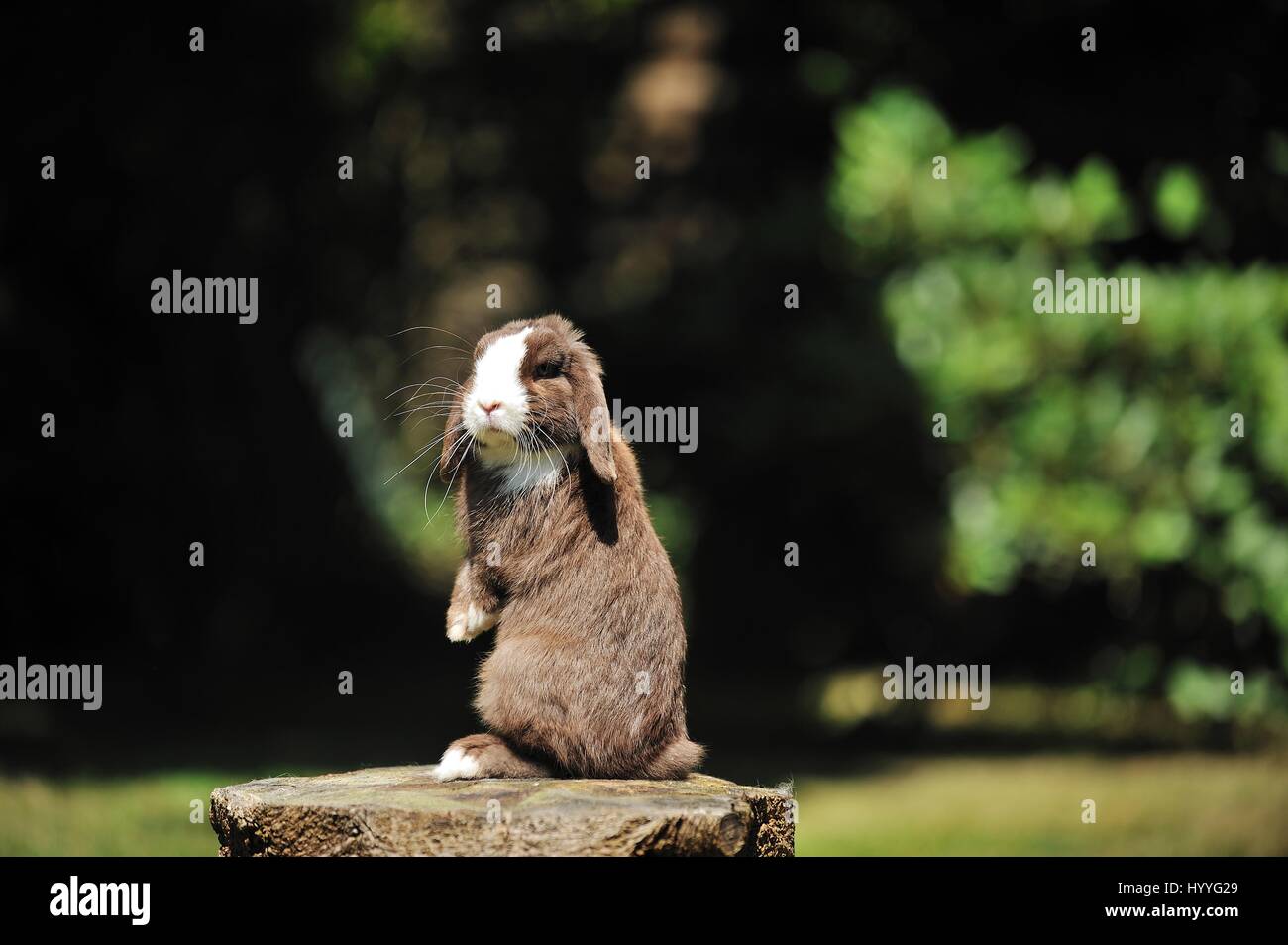 Ear stub hi-res stock photography and images - Alamy