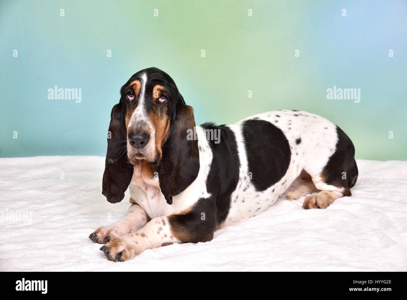lying Basset Hound Stock Photo - Alamy