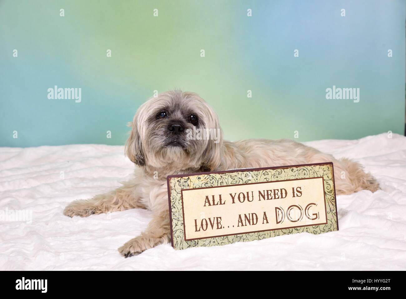 lying Lhasa Apso Stock Photo - Alamy