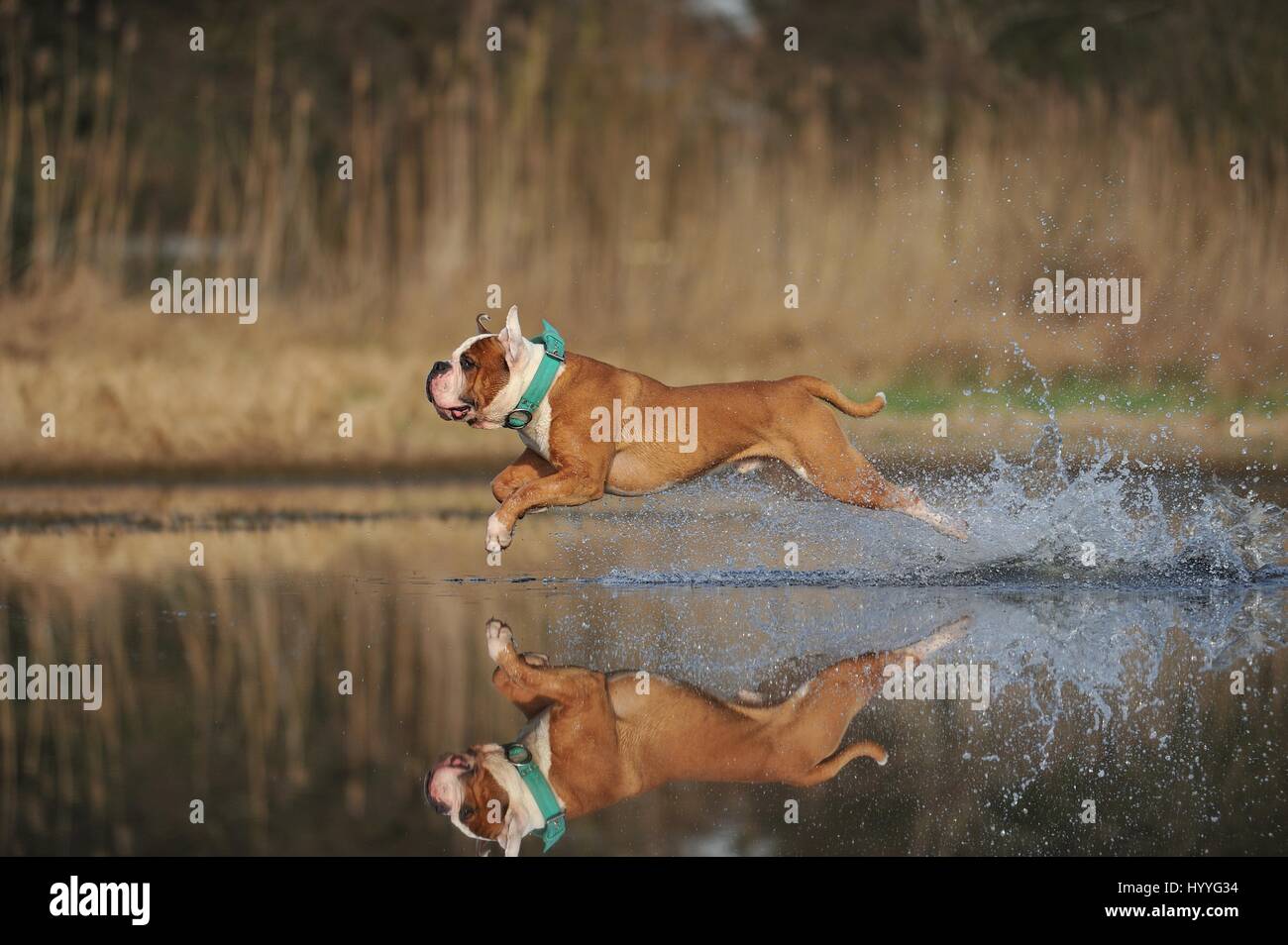 running American Bulldog Stock Photo - Alamy