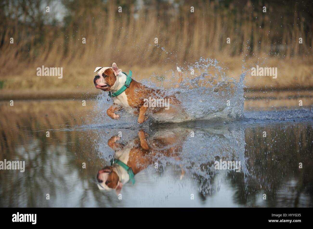 running American Bulldog Stock Photo - Alamy
